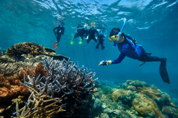 Snorkelling on the Great Barrier Reef - Port Douglas | Quicksilver Cruises