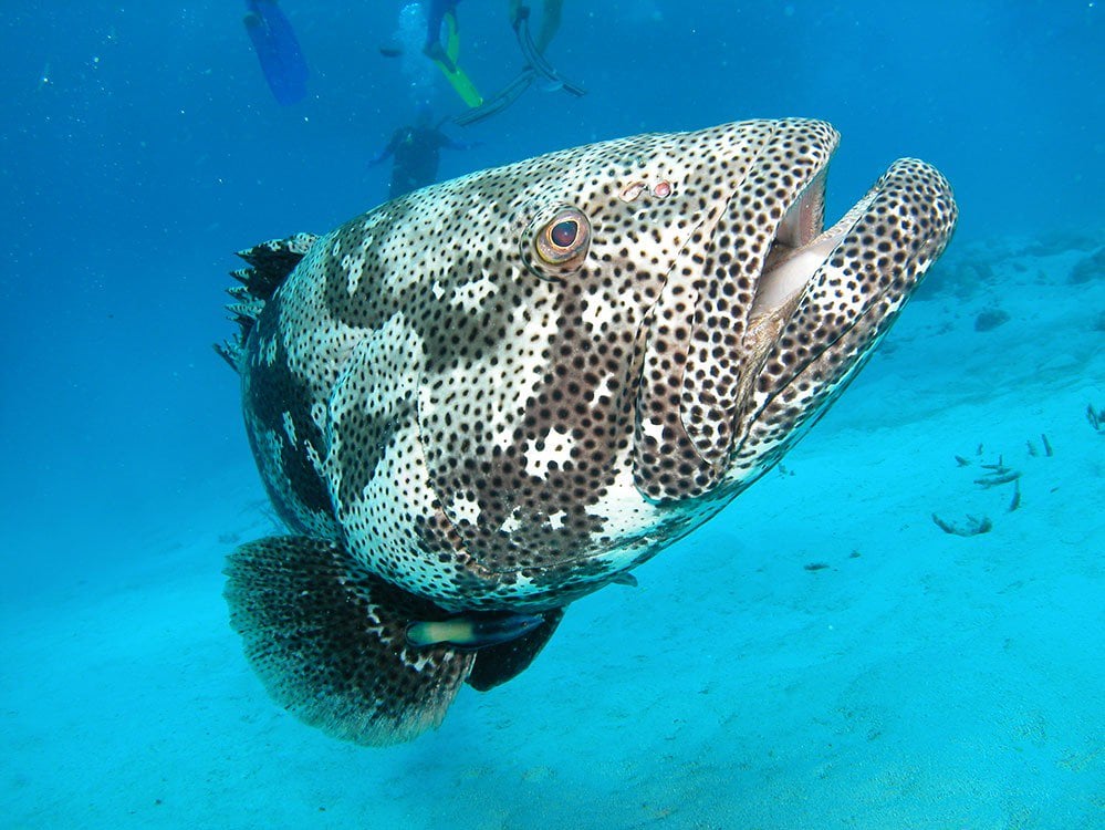 Ocean Walker on the Great Barrier Reef | Quicksilver Cruises